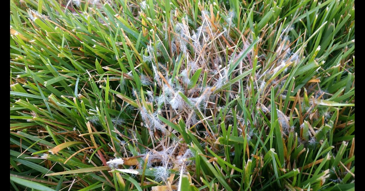 Defending Your Green Haven: Mastering Lawn Disease Prevention and ... Defending Your Green Haven: Mastering Lawn Disease Prevention and ...