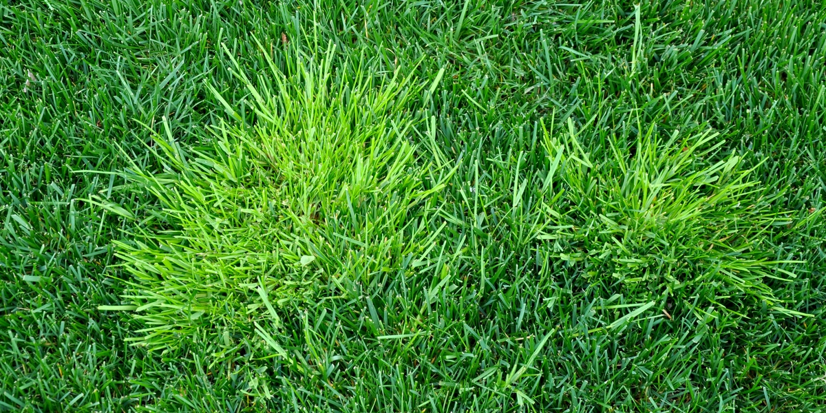 Poa grass store