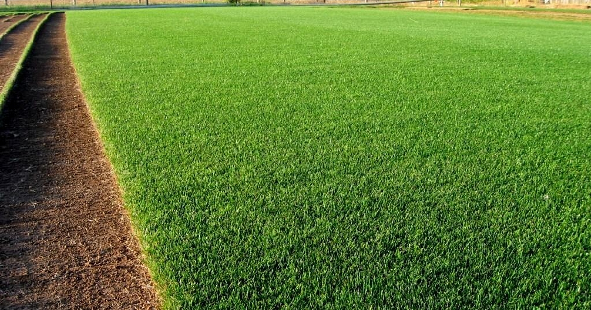 Perennial Ryegrass Care Guide | The Andersons Home and Garden